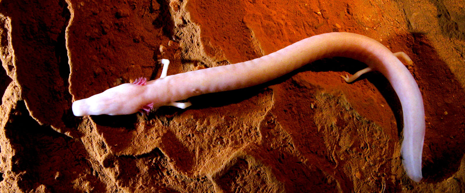 The olm – Jama-Grotta Baredine